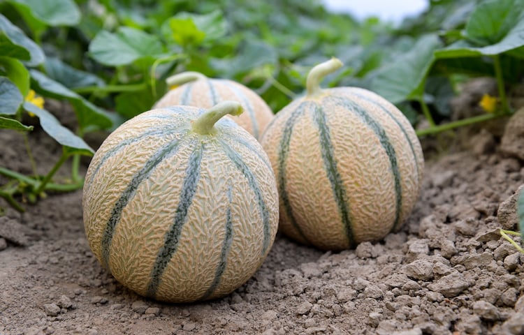 Syngenta élargit sa gamme de melons pour 2024 | Semences potagères ...