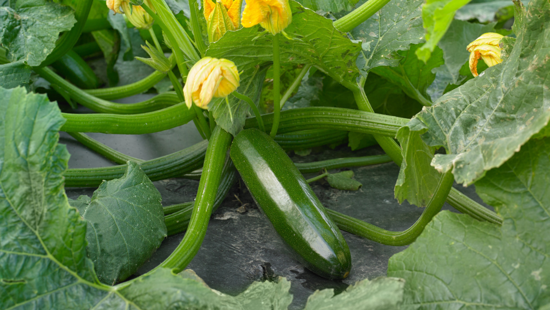 Improved Squash Plant Structure Supports Growers and Helps Reduce Labor ...