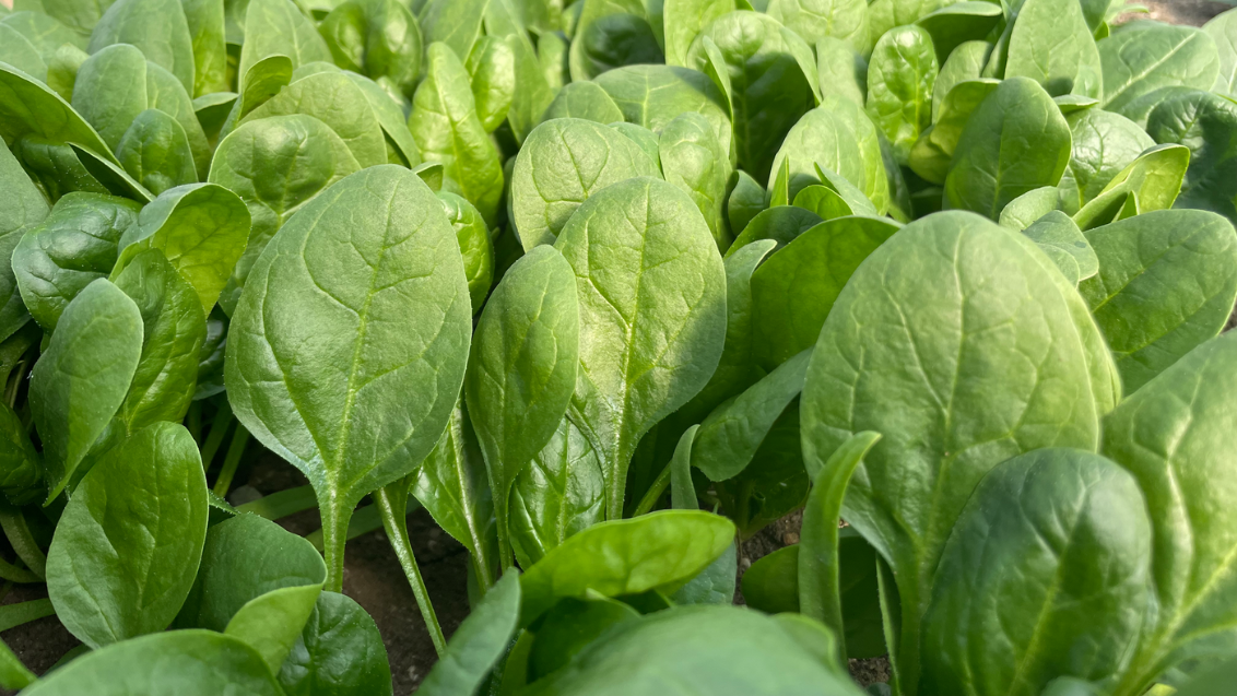 Working Together for Sustainable Seed Production | Syngenta Vegetable Seeds