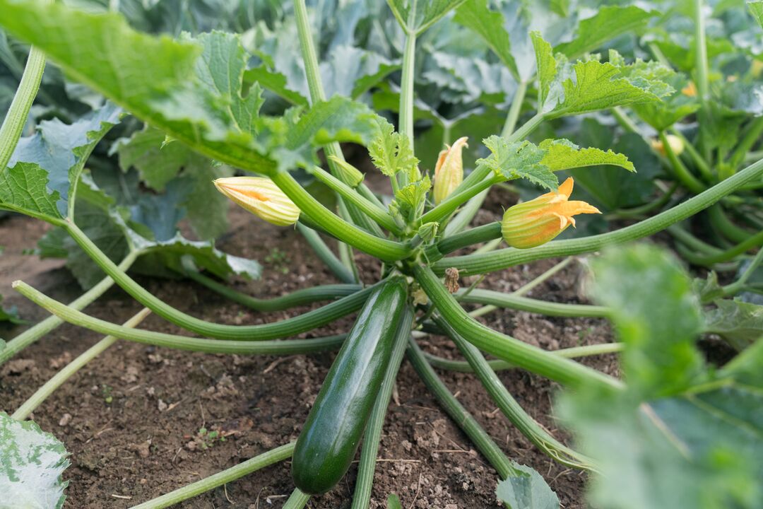 New Squash Varieties Bred for Profitability, Labor Reduction | Syngenta ...