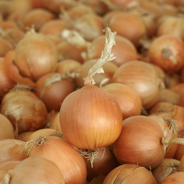 Breeding for Onion Resistance, Resilience and the Crop's Future ...