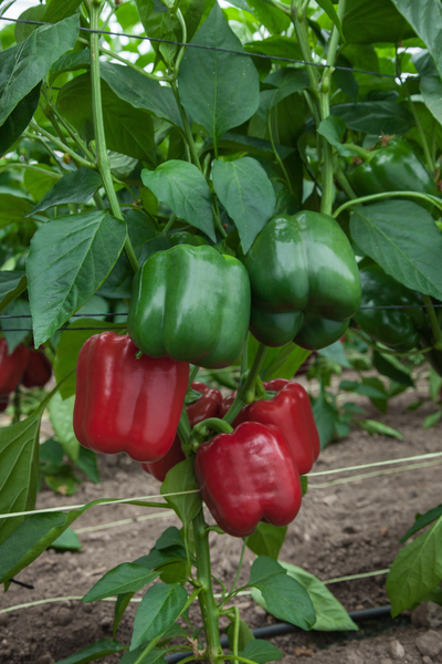 Grower-Centric Breeding Program Delivers Strong Pepper Hybrids ...