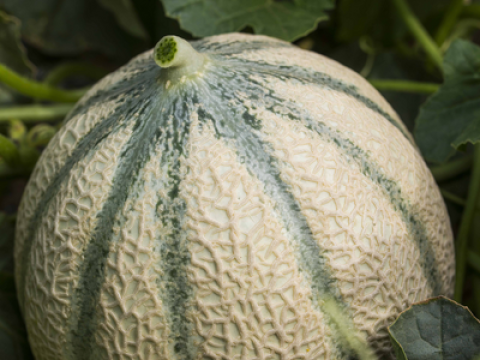 GRACIANO - Variety Melon | Syngenta Semillas de Hortícolas