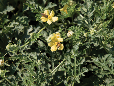 DARK KNIGHT - Variety Watermelon | Syngenta Vegetable Seeds US