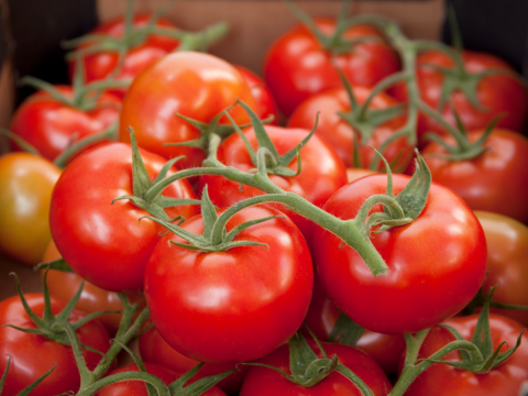 Tomato | Syngenta Semillas de Vegetales México