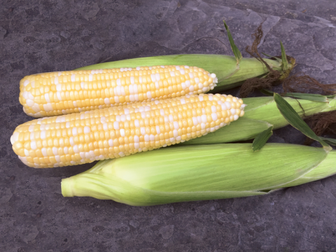 KANDY KORN EH - Variety Sweet Corn | Syngenta Vegetable Seeds US