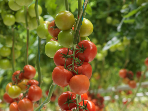 CAROLINA GOLD - Variety Tomato | Syngenta Vegetable Seeds US