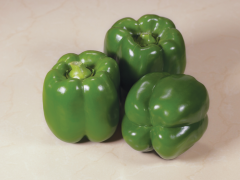 Pepper Portfolio | Syngenta Vegetable Seeds US