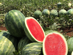 FASCINATION - Variety Watermelon | Syngenta Vegetable Seeds US