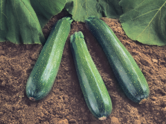 GRANDPRIZE - Variety Squash | Syngenta Vegetable Seeds US