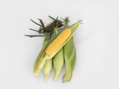 GARRISON - Variety Sweetcorn | Syngenta Vegetable Seeds Australia