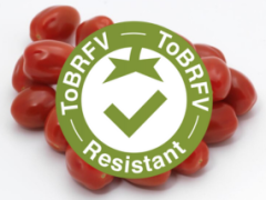 Tomato Brown Rugose Fruit Virus (ToBRFV) Information Center | Syngenta ...