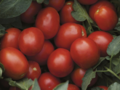 Tomato Brown Rugose Fruit Virus (ToBRFV) Information Center | Syngenta ...