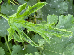 Syngenta révolutionne la culture de la courgette avec ses variétés ...