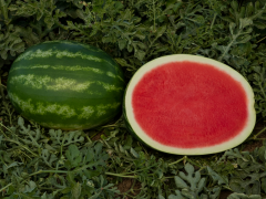 FASCINATION - Variety Watermelon | Syngenta Vegetable Seeds US