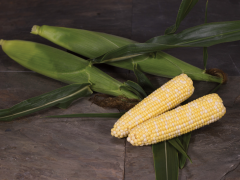 Sweet Corn (Commercial Fresh Market) | Syngenta Vegetable Seeds US