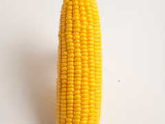 KANDY KORN EH - Variety Sweet Corn | Syngenta Vegetable Seeds US