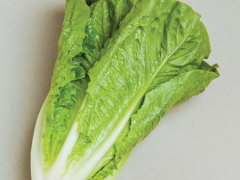 Portfolio Lettuce | Syngenta Vegetable Seeds US
