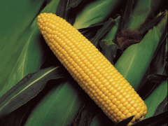 Sweet Corn (Processor) | Syngenta Vegetable Seeds US