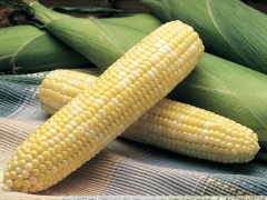 Sweet Corn (Commercial Fresh Market) | Syngenta Vegetable Seeds US