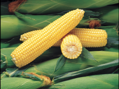 KANDY KORN EH - Variety Sweet Corn | Syngenta Vegetable Seeds US