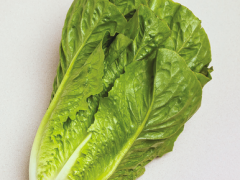 Portfolio Lettuce | Syngenta Vegetable Seeds US