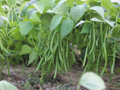 SERENGETI - Variety Ejote | Syngenta Semillas de Vegetales República ...