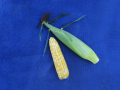 Sweet Corn (Commercial Fresh Market) | Syngenta Vegetable Seeds US