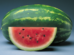 Portafolio Sandías | Syngenta Semillas de Vegetales México