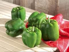 COMPADRE - Variety Pepper | Syngenta Vegetable Seeds US
