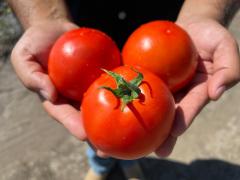 MEGADENA - Variety Tomato | Syngenta Vegetable Seeds US