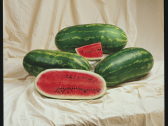 JAMBOREE - Variety Watermelon | Syngenta Vegetable Seeds US