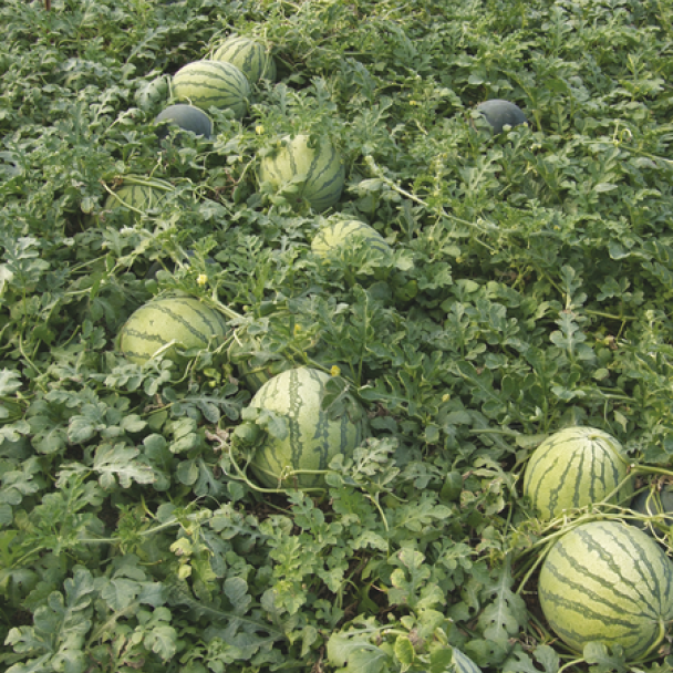 MOTRIL - Variety Sandía | Syngenta Semillas de Hortícolas
