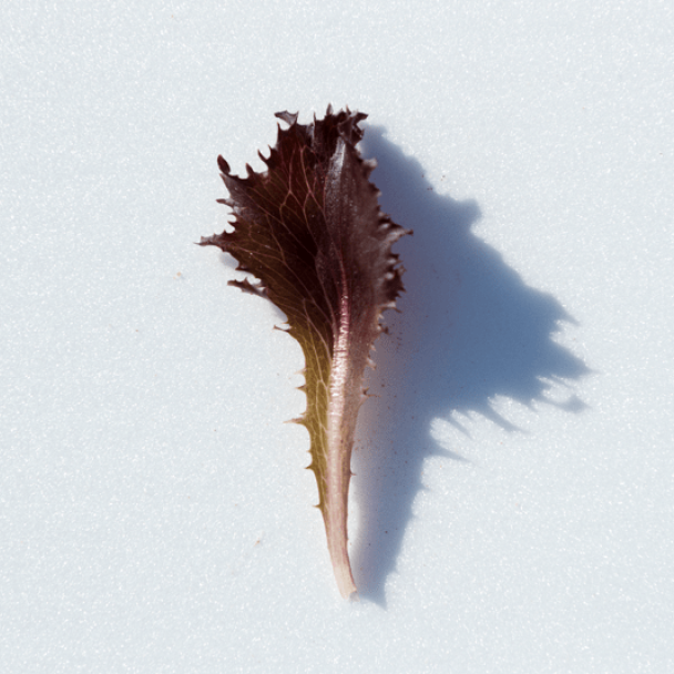 NADITA - Variety Lettuce | Syngenta Vegetable Seeds United Kingdom
