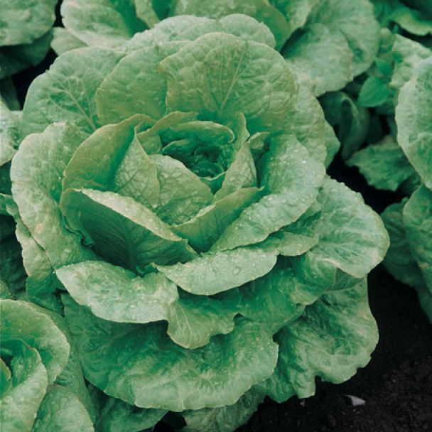 INTEGRAL - Variety Lattuga | Sementi Orticole Syngenta