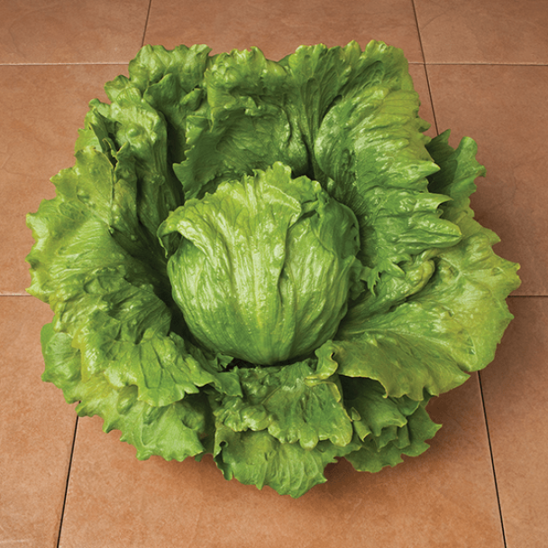 RELIANT - Variety Lettuce | Syngenta Vegetable Seeds US