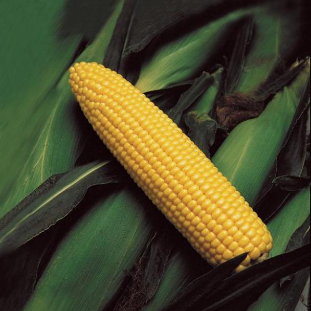 GSS3071 - Variety Sweet Corn | Syngenta Vegetable Seeds US