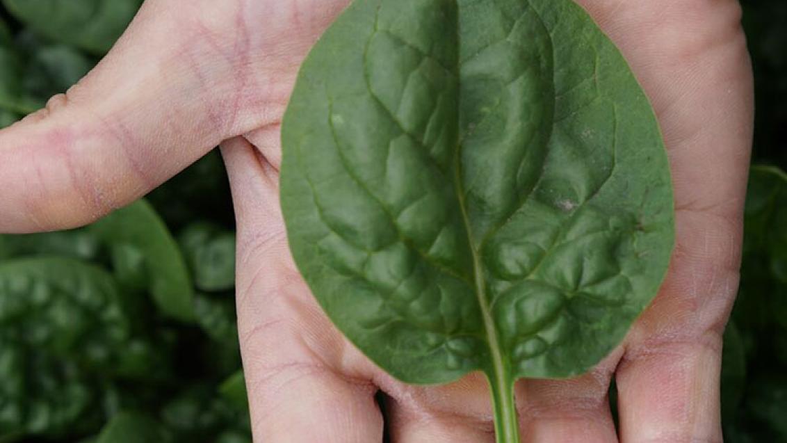 Spinach | Syngenta Vegetable Seeds United Kingdom