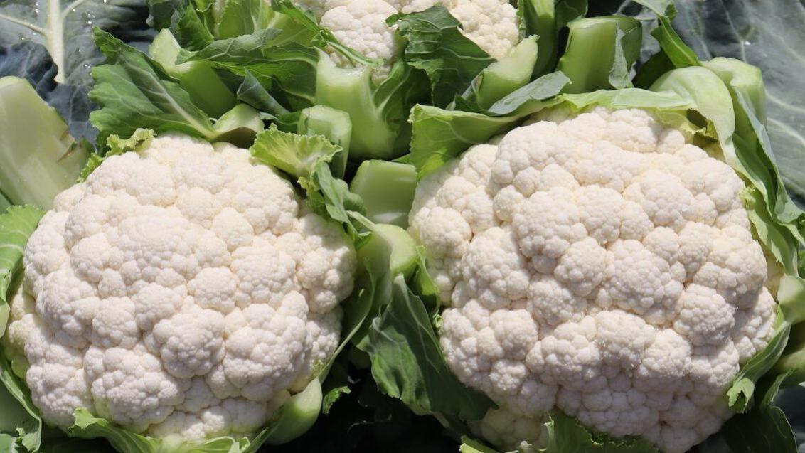 Portfolio Choux | Semences potagères Syngenta France