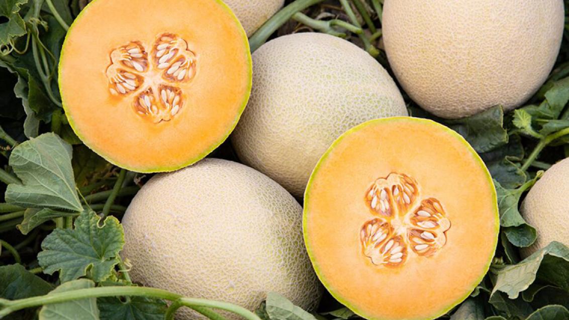 IDEAL Melons Continue to Ripen After Harvest | Syngenta Vegetable Seeds