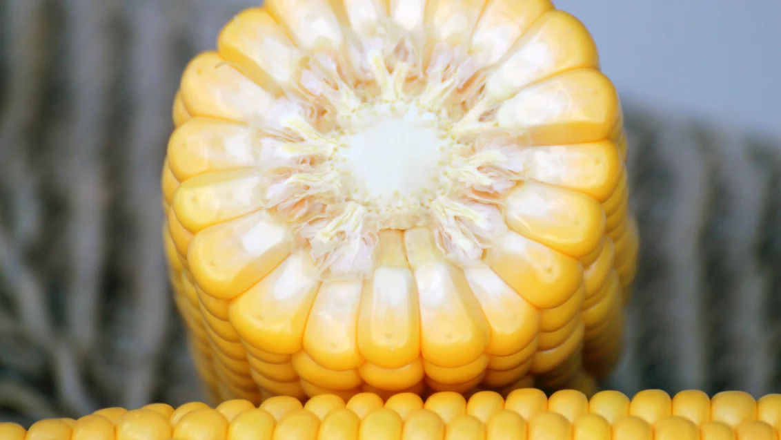 Sweet Corn (Processor) | Syngenta Vegetable Seeds US