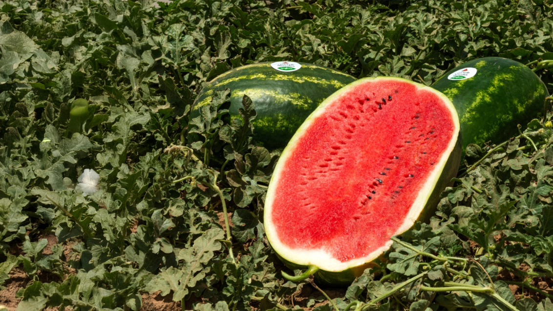 Semences de Pastèque Avec et Sans Pépins | Syngenta Maroc