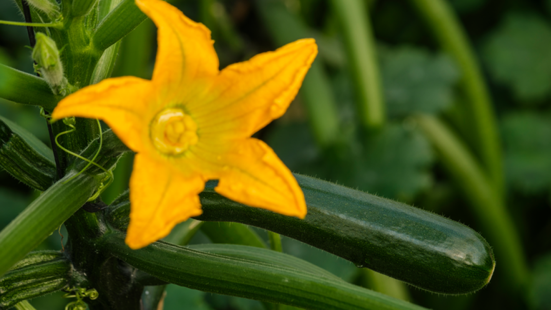 Portfolio Courgette | Semences potagères Syngenta France