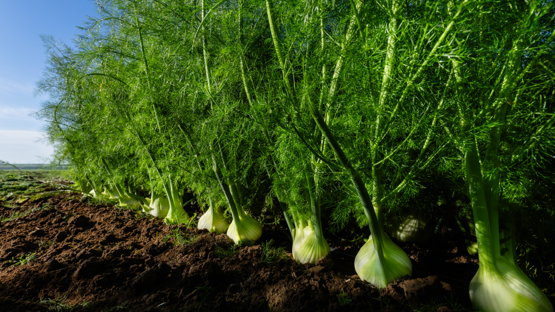 Portfolio Finocchio | Sementi Orticole Syngenta