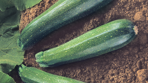 Zucchini | Syngenta Vegetable Seeds US