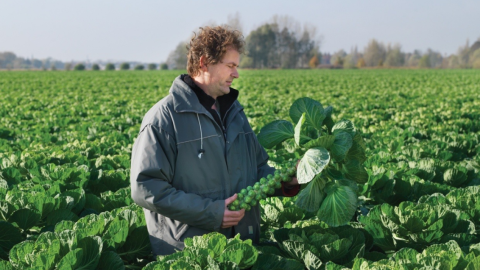 Spruitkool | Syngenta Groentezaden