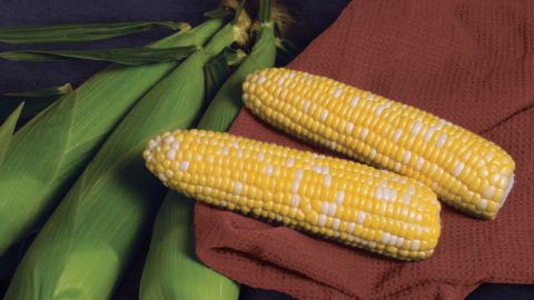 Attribute® | Syngenta Vegetable Seeds US