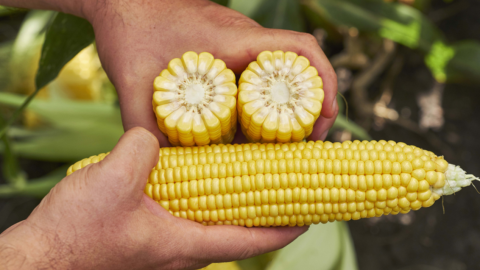 Creating Next Generation Sweet Corn For Growers Worldwide | Syngenta ...