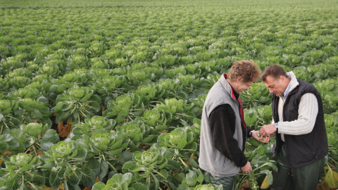 Brassica Portfolio | Syngenta Vegetable Seeds
