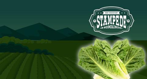 United States | Syngenta Vegetable Seeds US